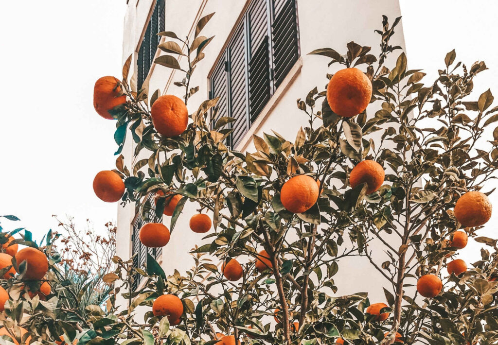 Backyard Orchard Culture vs Commercial Orchards – Orchard Culture