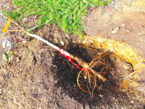 Bare Root Fruit Trees – Buying and Planting – Orchard Culture