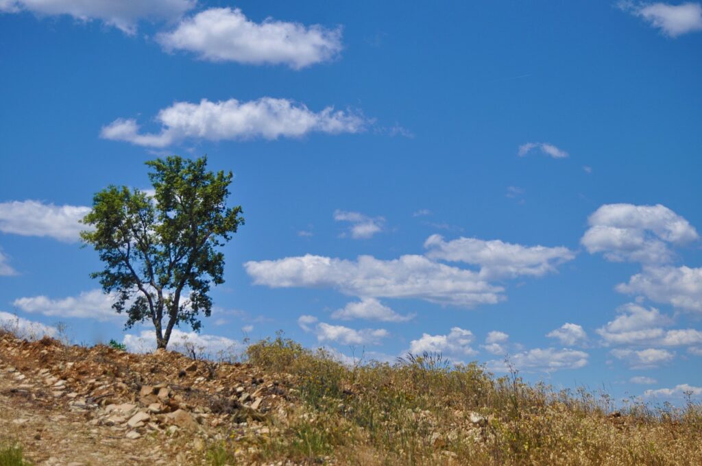 21 Drought and Heat Tolerant Fruit Trees and Shrubs – Orchard Culture