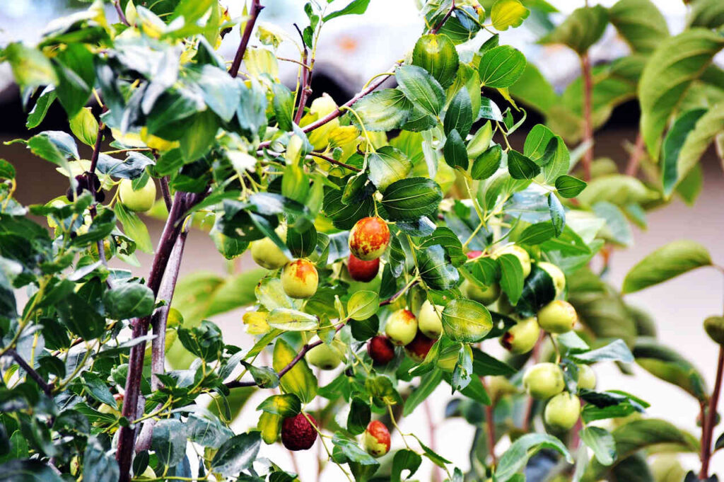 21 Drought and Heat Tolerant Fruit Trees and Shrubs – Orchard Culture