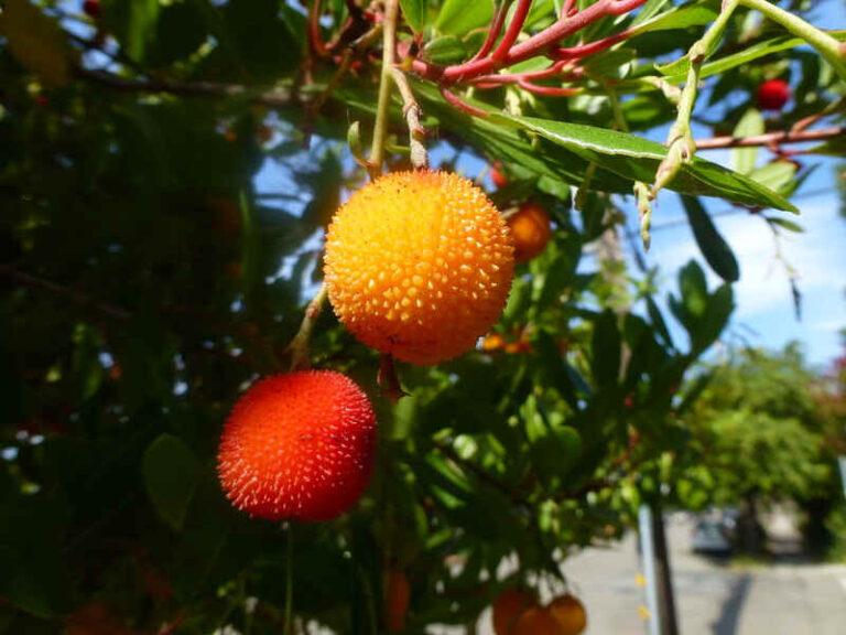 21 Drought and Heat Tolerant Fruit Trees and Shrubs – Orchard Culture