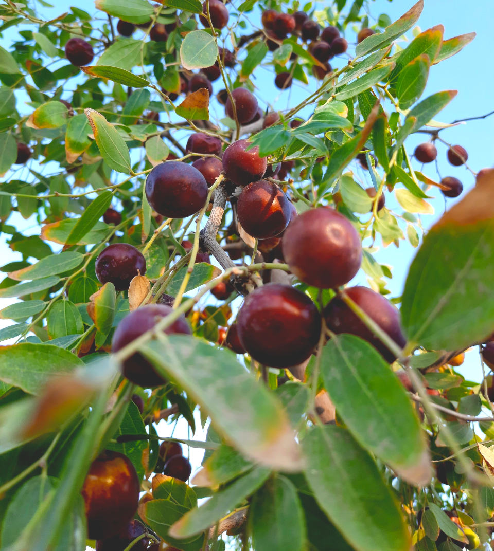 Chill Hour Requirements for Fruit Trees and Shrubs – Orchard Culture
